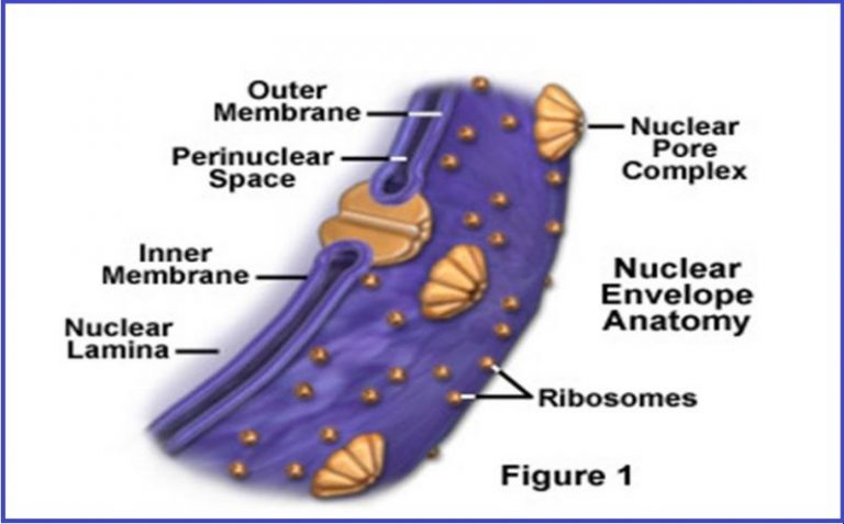 √ Sel Tumbuhan: Struktur, Fungsi, Gambar Organel-organel Sel